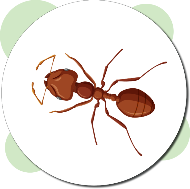 Fort Myers Pest Control | Home And Lawn Pest Control Services