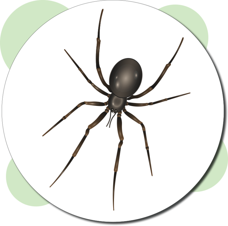 Fort Myers Pest Control | Home And Lawn Pest Control Services