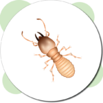 Fort Myers Pest Control | Home And Lawn Pest Control Services